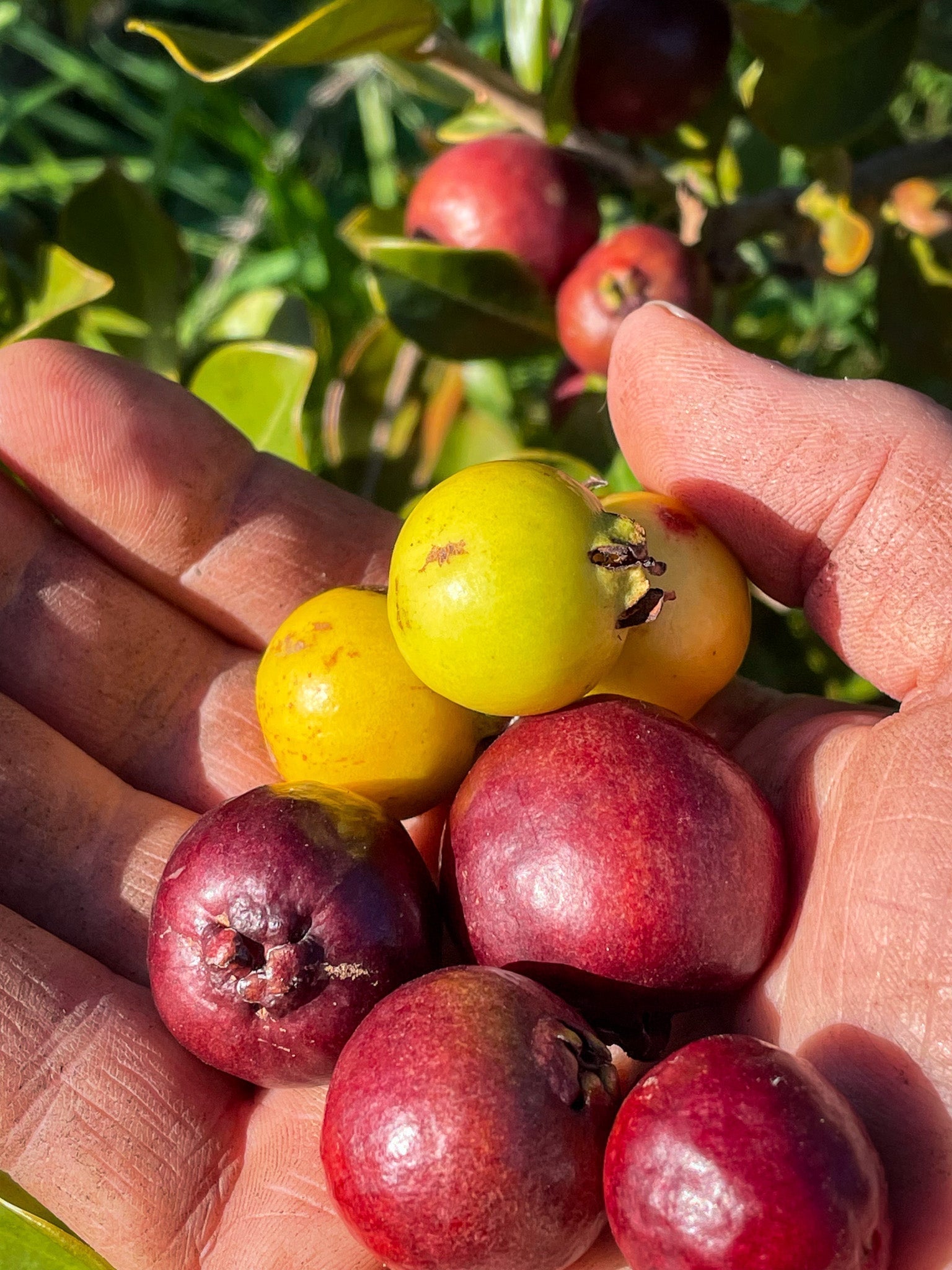 Mother Farm Updates: Got Fruit? – Planting Justice
