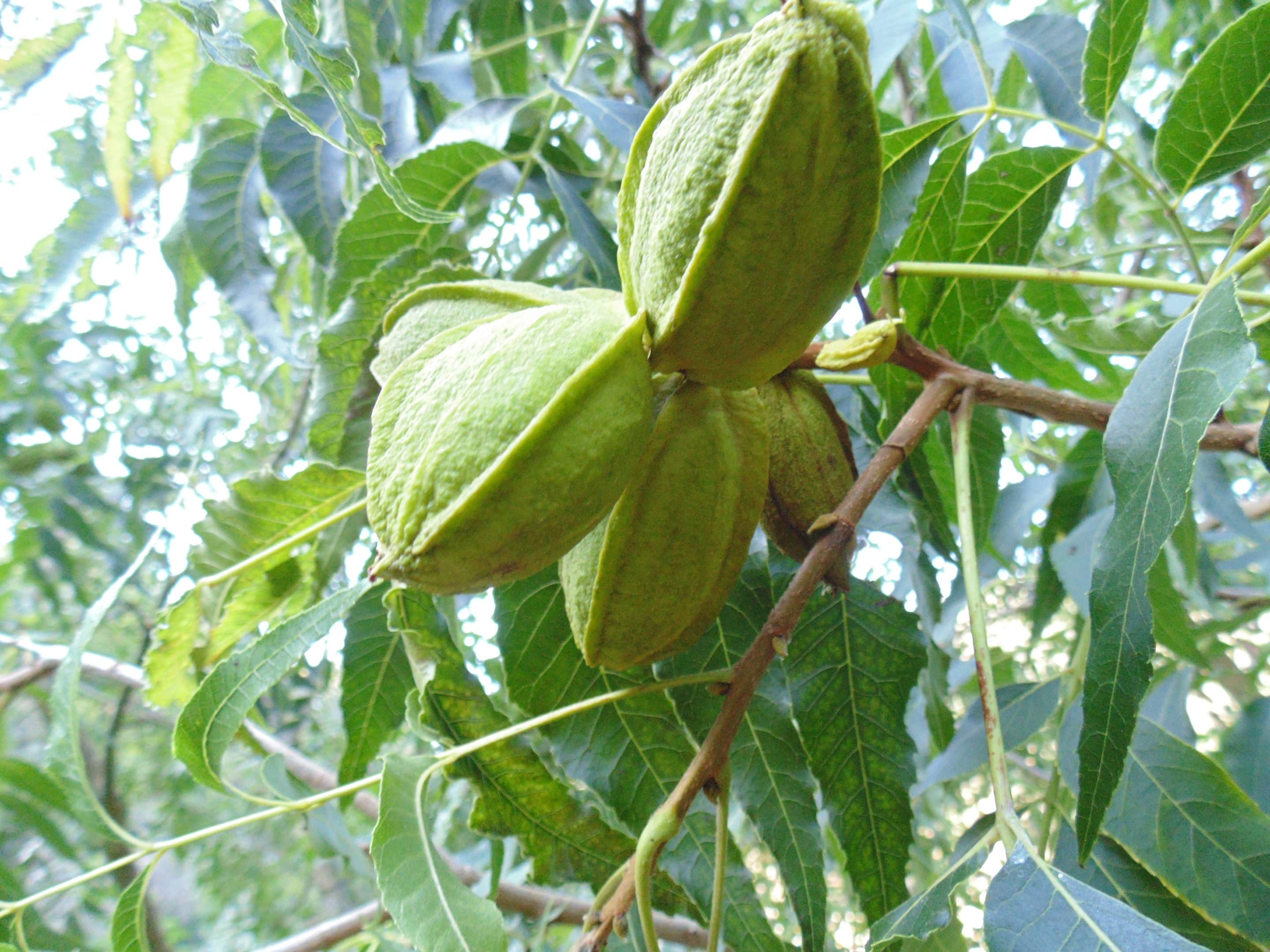 Nut Trees – Planting Justice