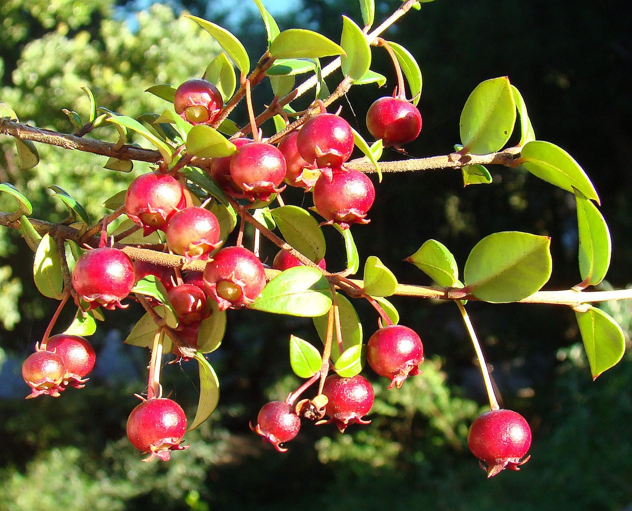 Chilean Guavas (Ugni molinae) – Planting Justice