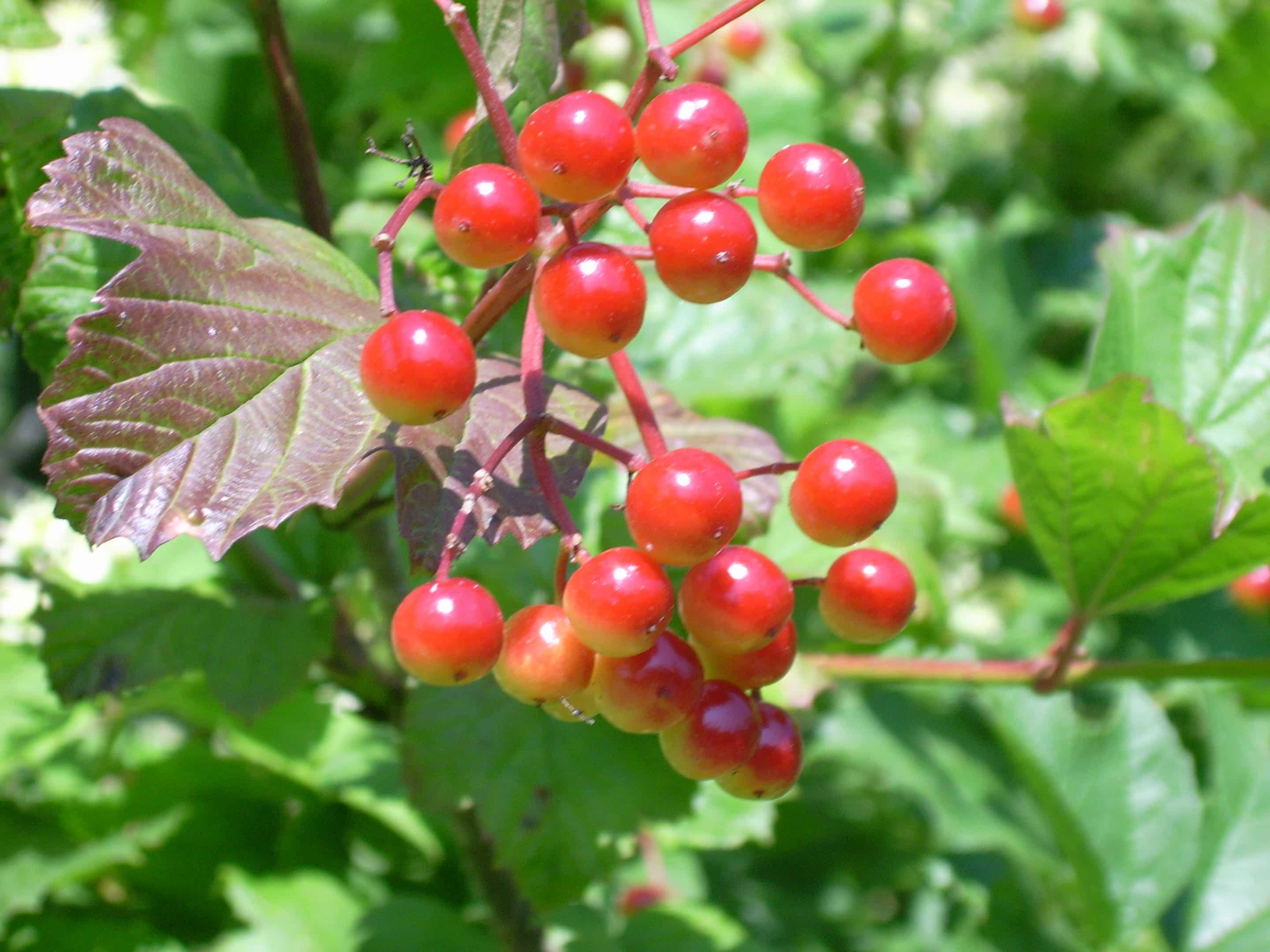 Highbush Cranberries – Planting Justice