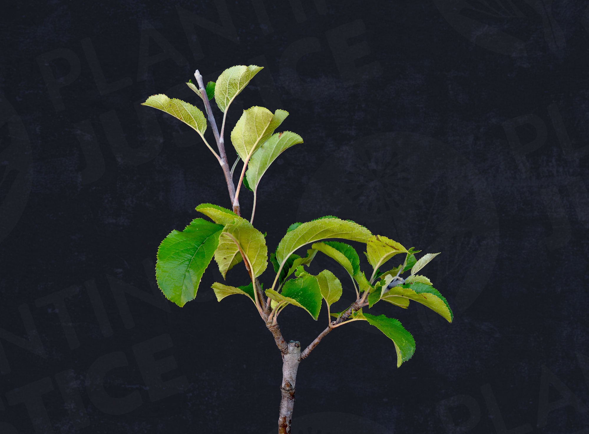 Amere de Berthcourt Cider Apple – Planting Justice