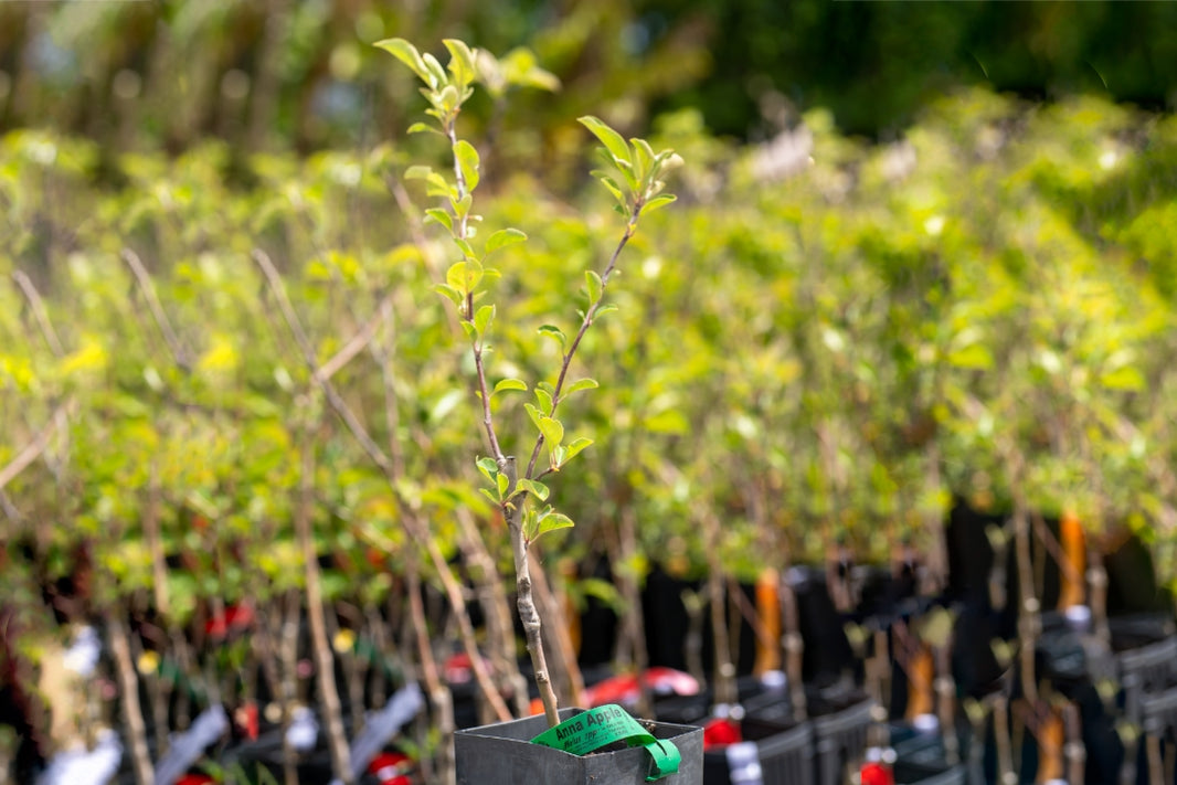 All – Planting Justice