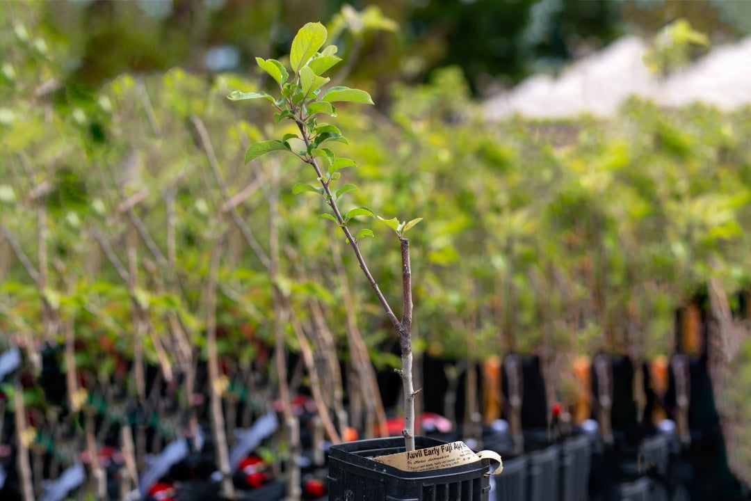 Auvil Early Fuji® Apple – Planting Justice