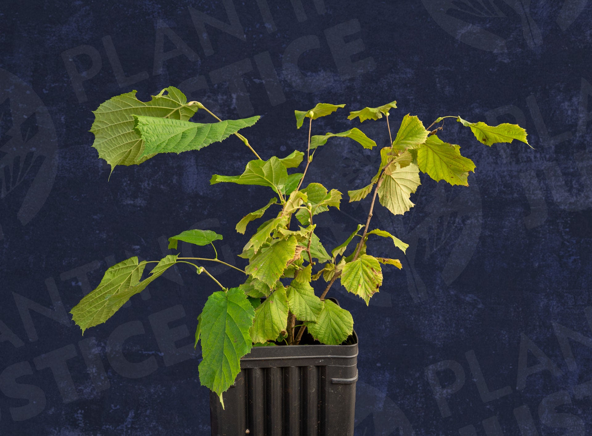 Yamhill Hazel (Filbert) – Planting Justice