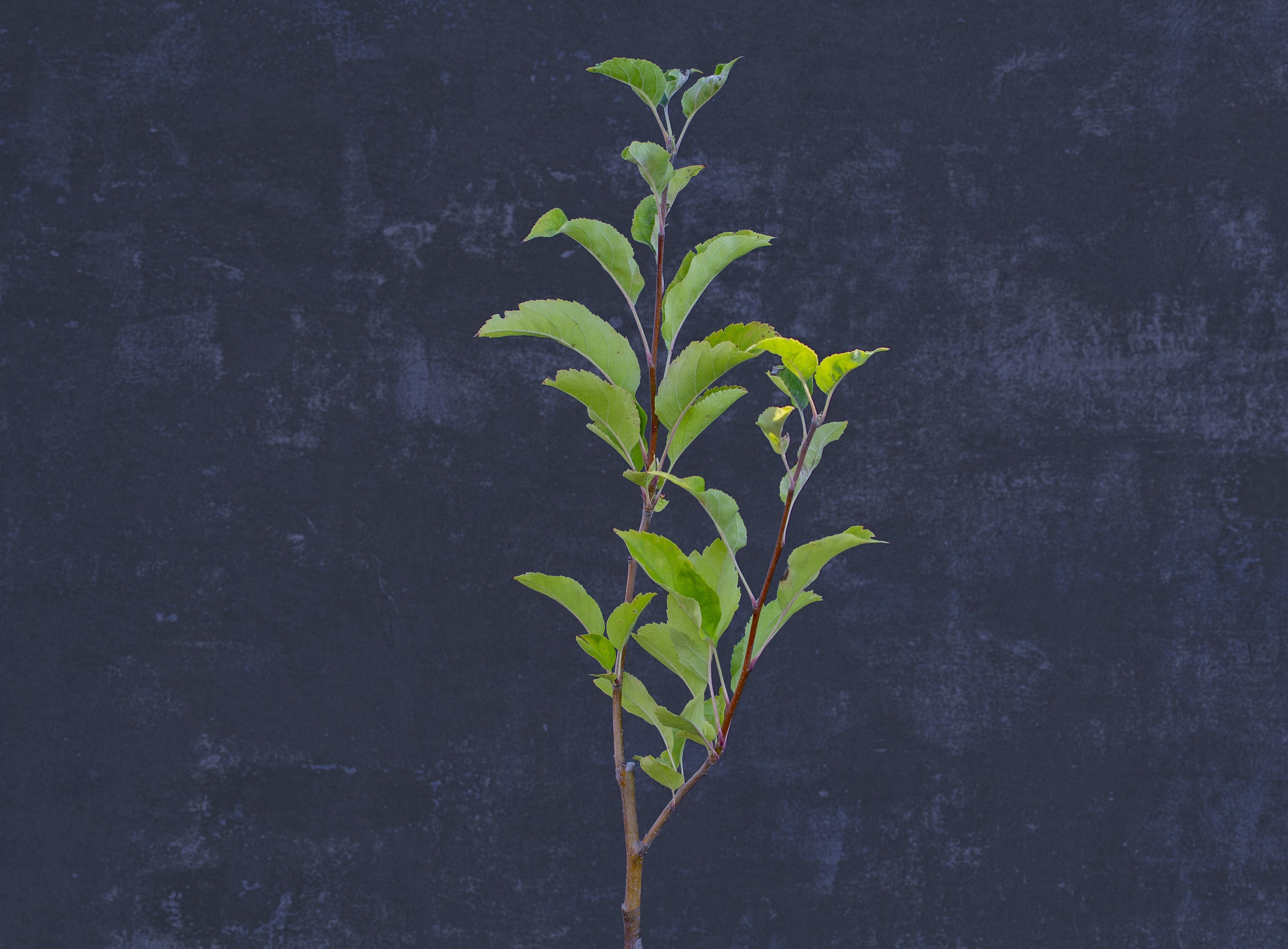 Cripps Pink Apple - Planting Justice