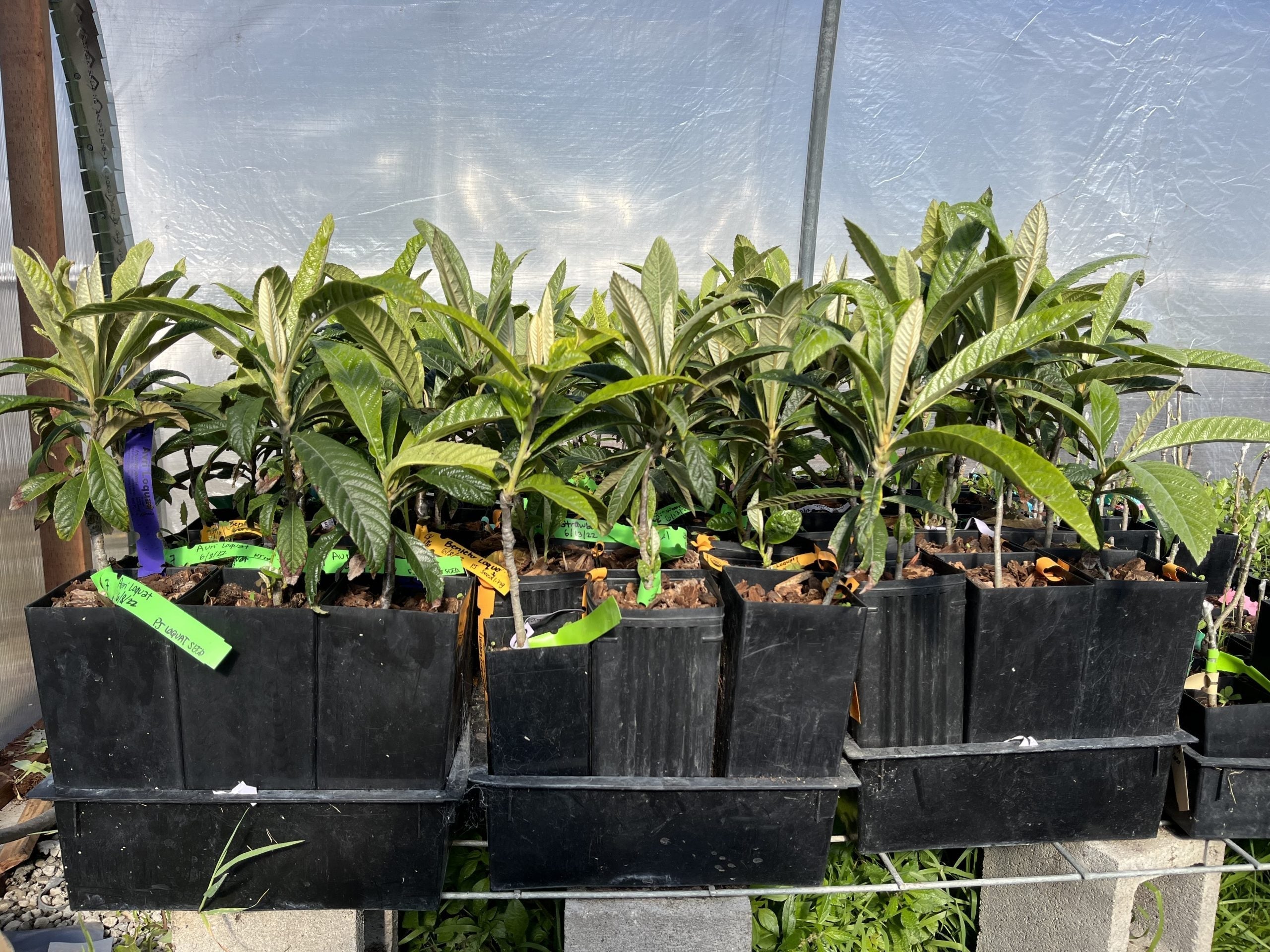 Peluche Loquat (rare) – Planting Justice