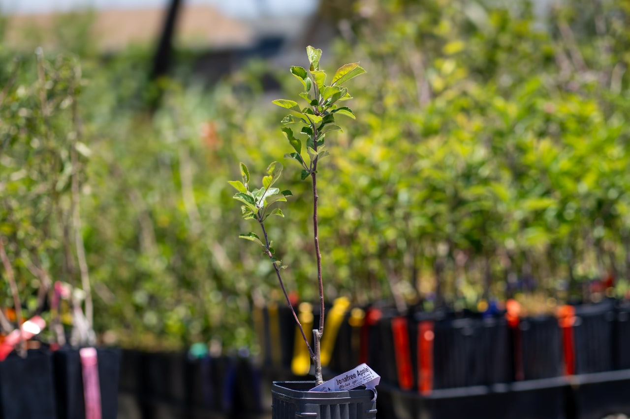 Jonafree Apple – Planting Justice