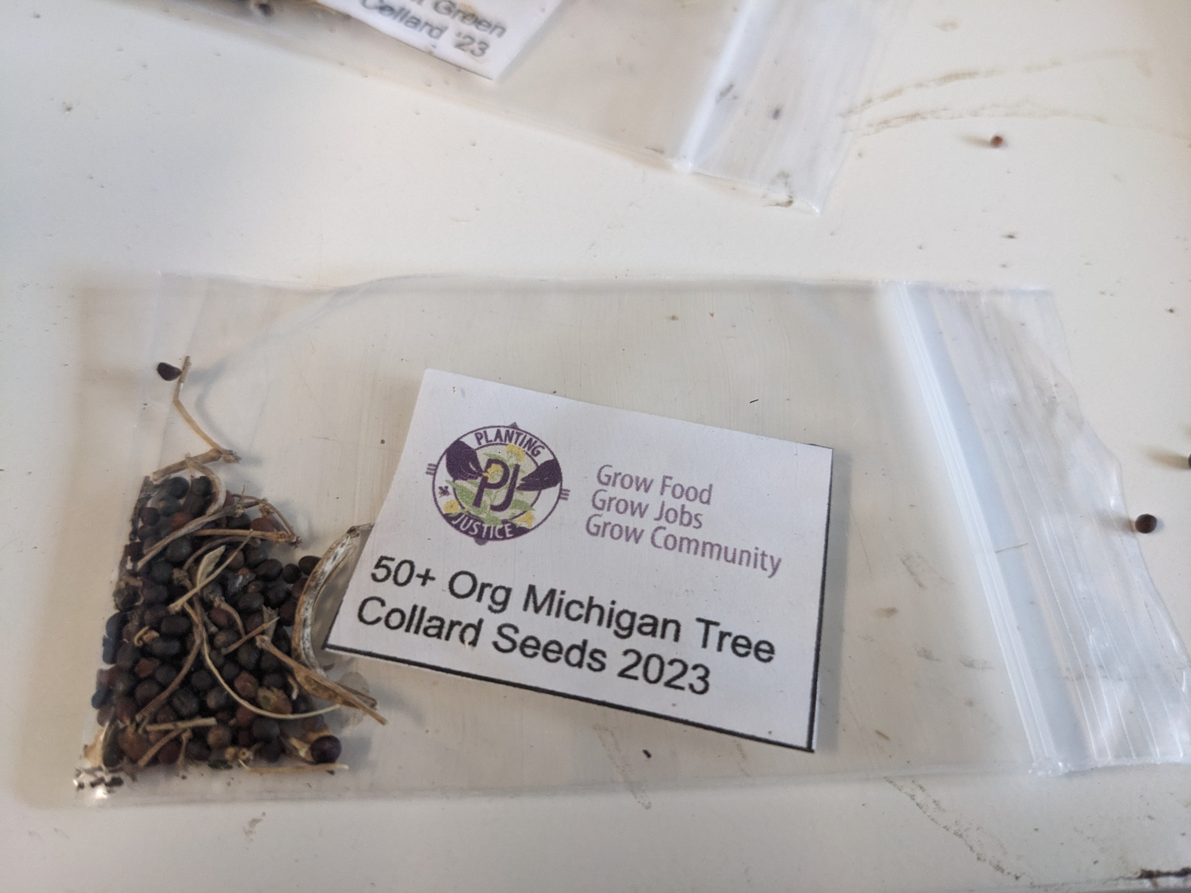 Michigan Tree Collard Seed Open Pollinated – Planting Justice