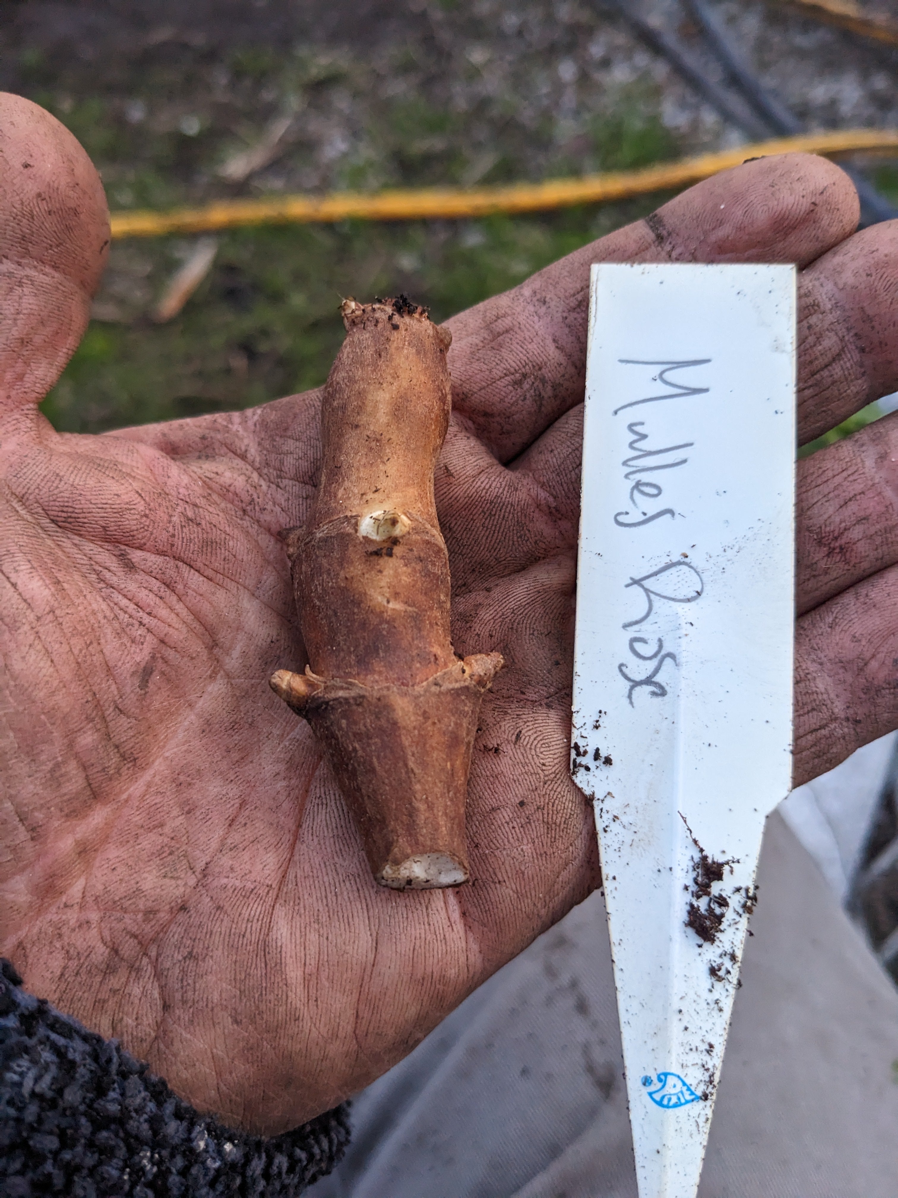 Mulles Rose Sunchokes – Planting Justice