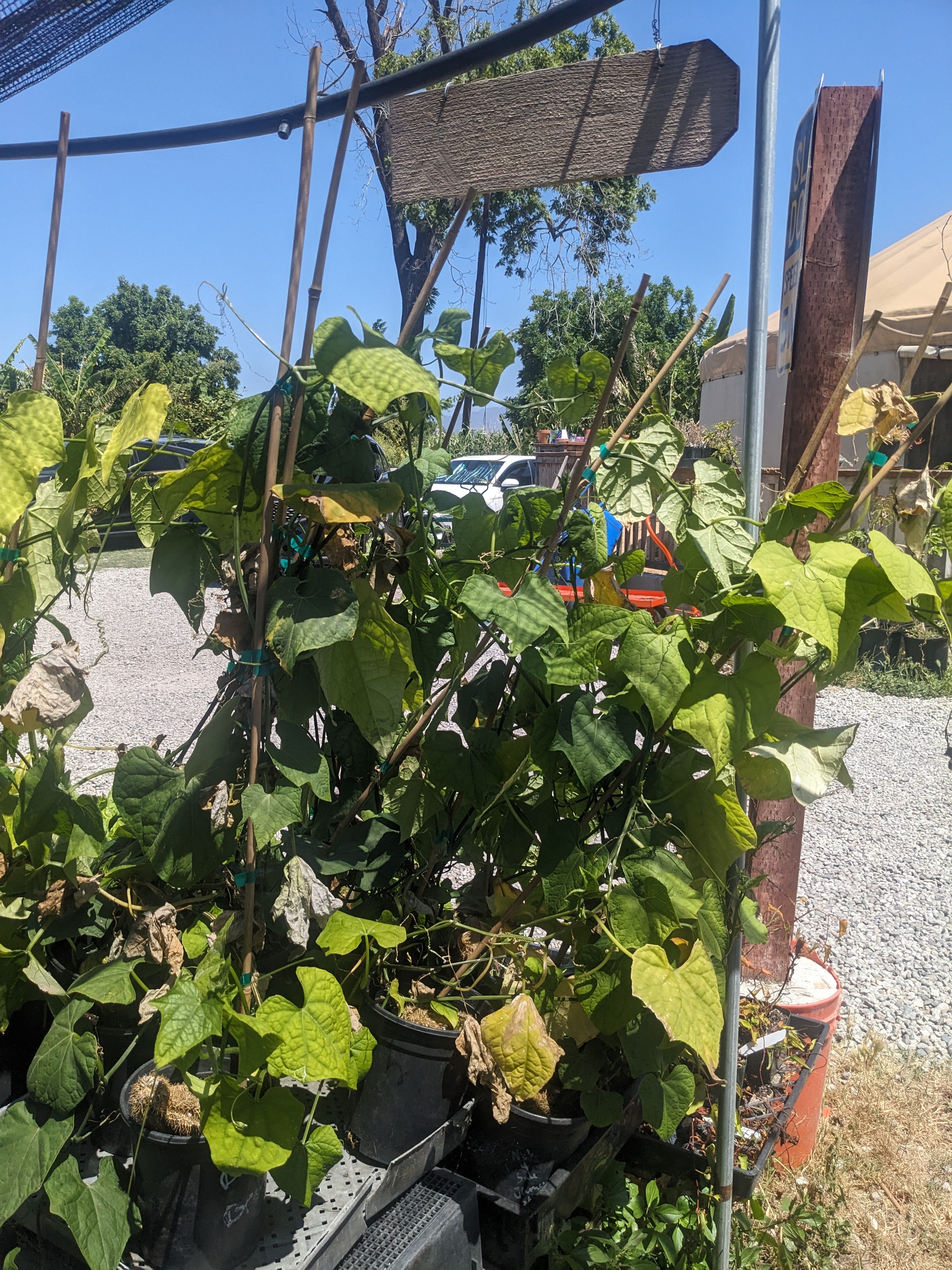 Chayote perennial squash (dark spiky green) – Planting Justice
