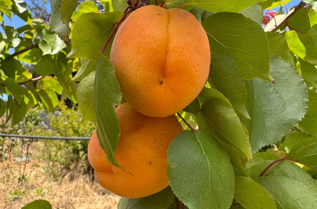 Perfection Apricot – Planting Justice
