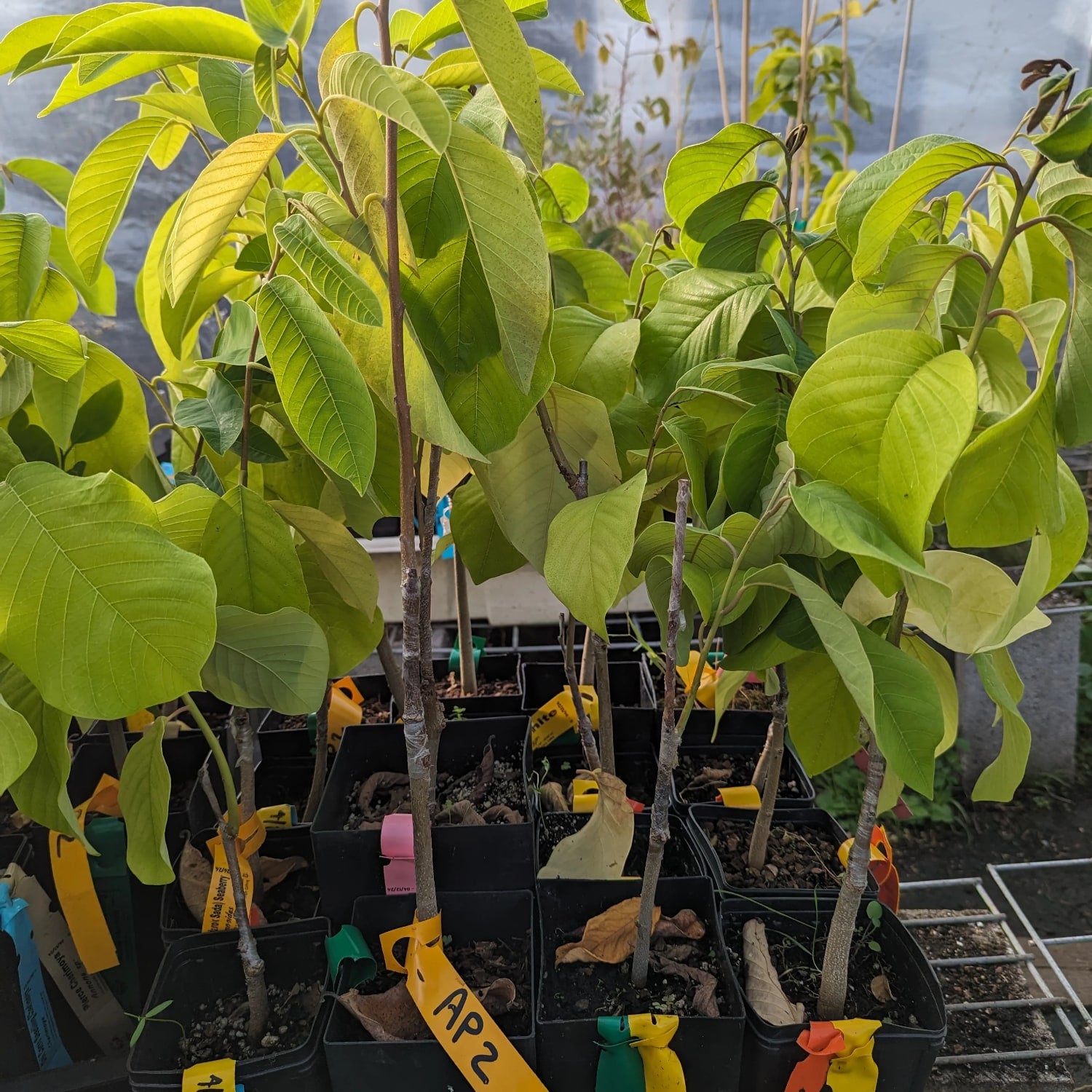 Cherimoya Tree How To Grow Cherimoya Tree – Forestry.com
