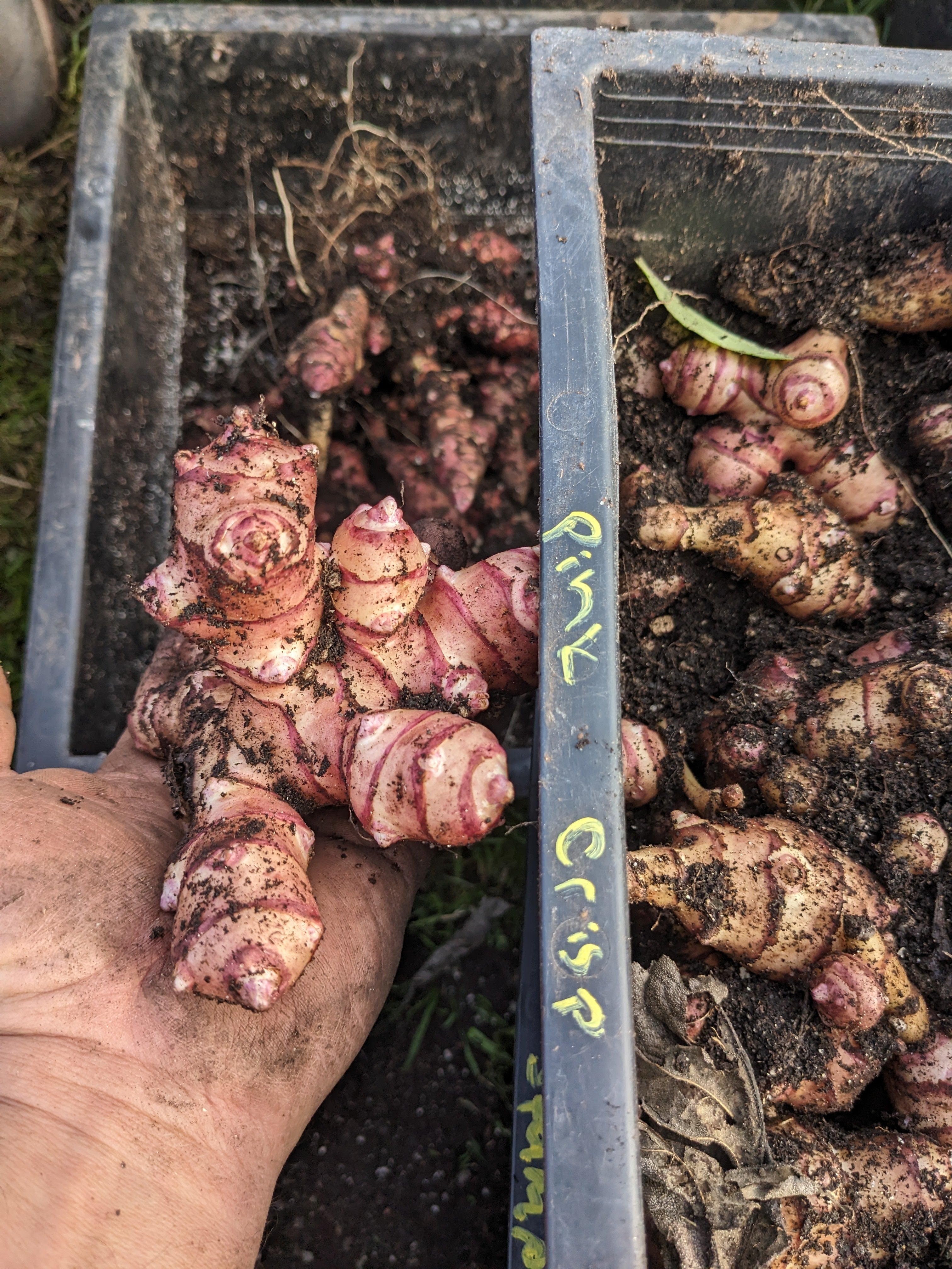 Pink Crispy Sunchoke – Planting Justice