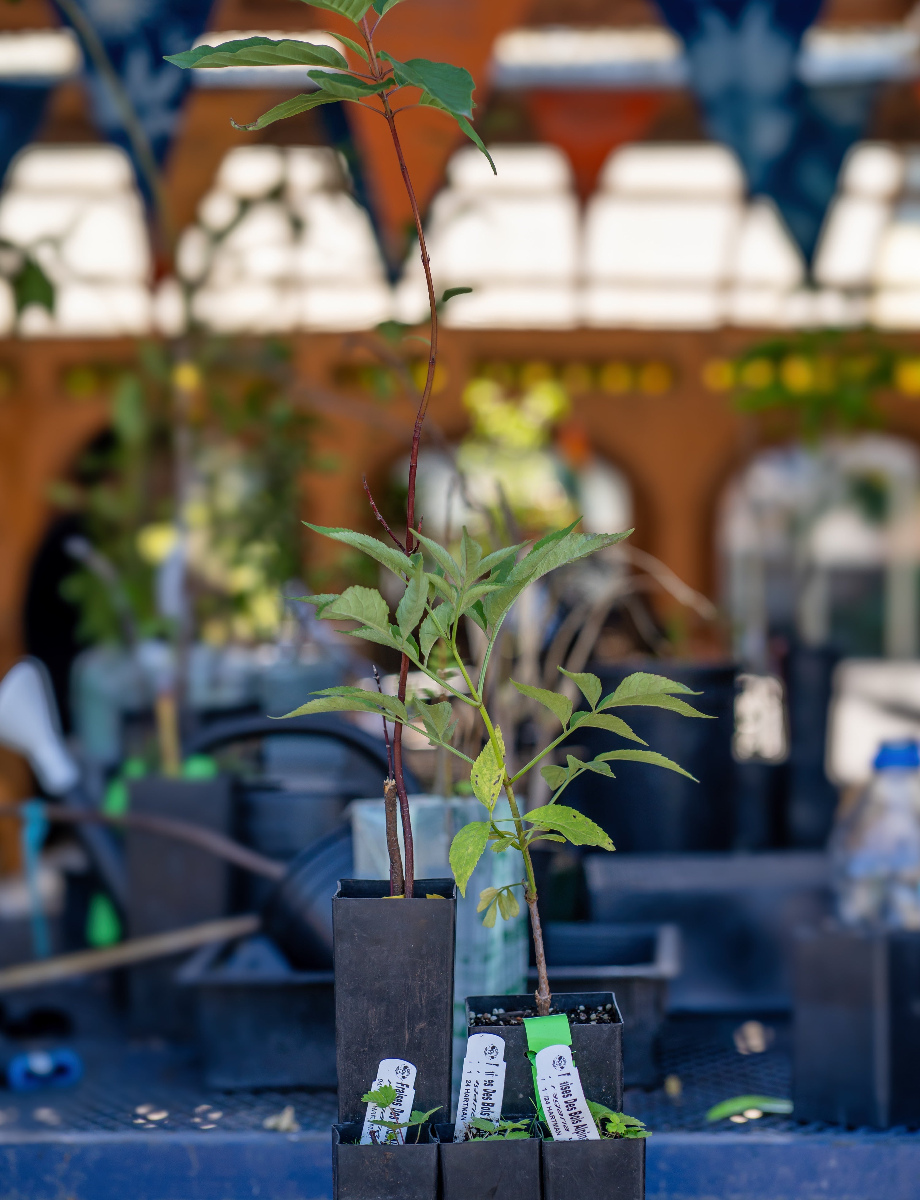 Ruby Stems and Summer Berry 5-Plant Bundle – Planting Justice