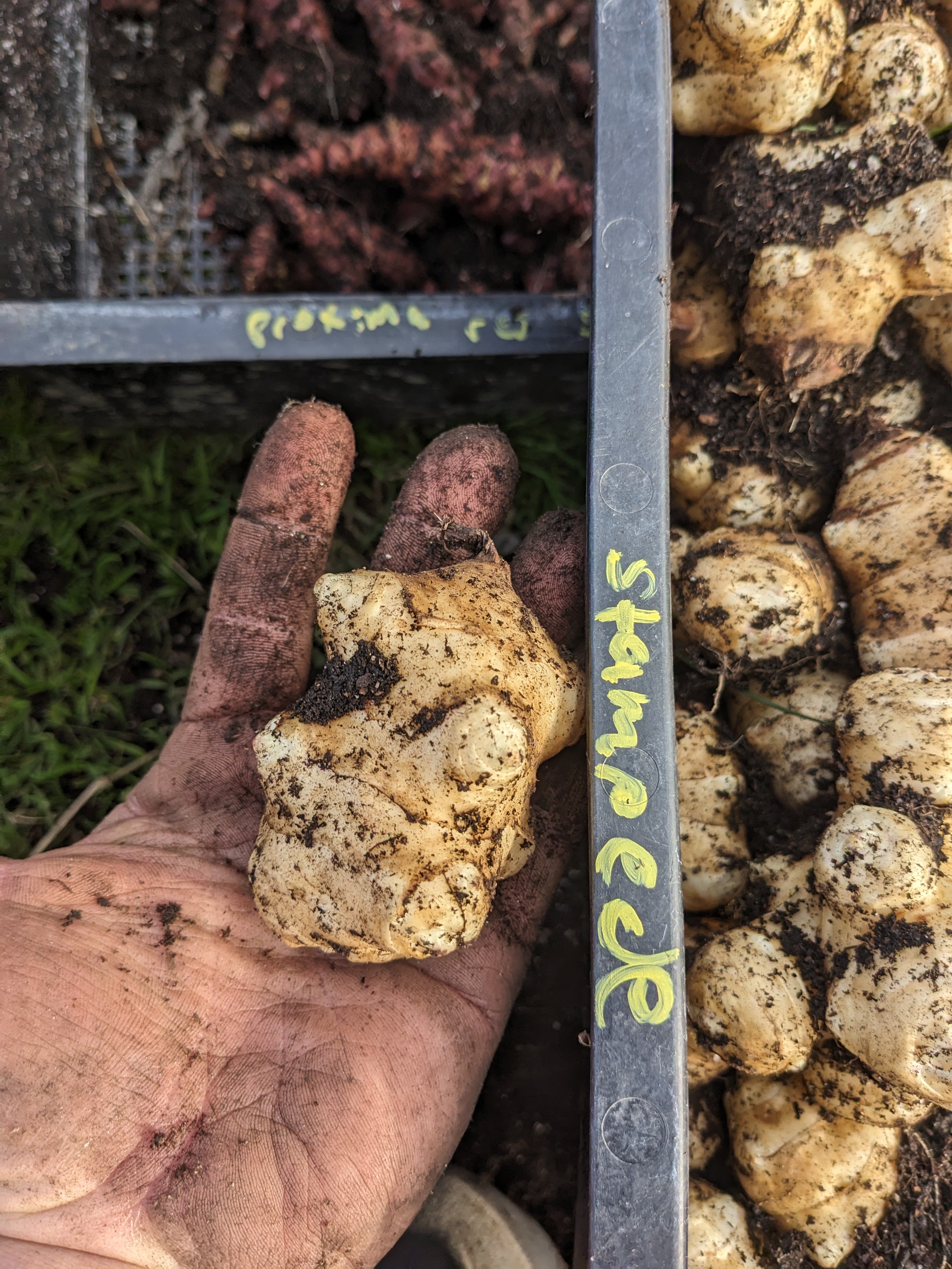 Stampede White Sunchoke – Planting Justice