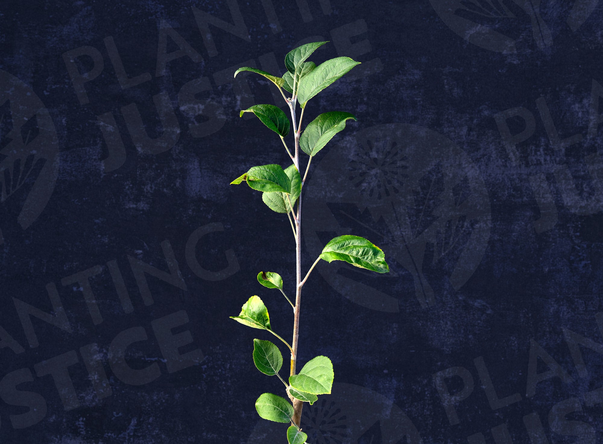 Winter Banana Apple – Planting Justice