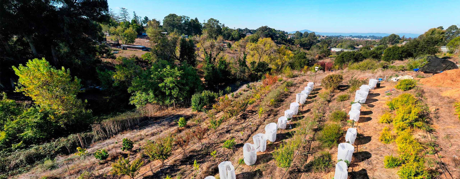 The Mother Farm – Planting Justice