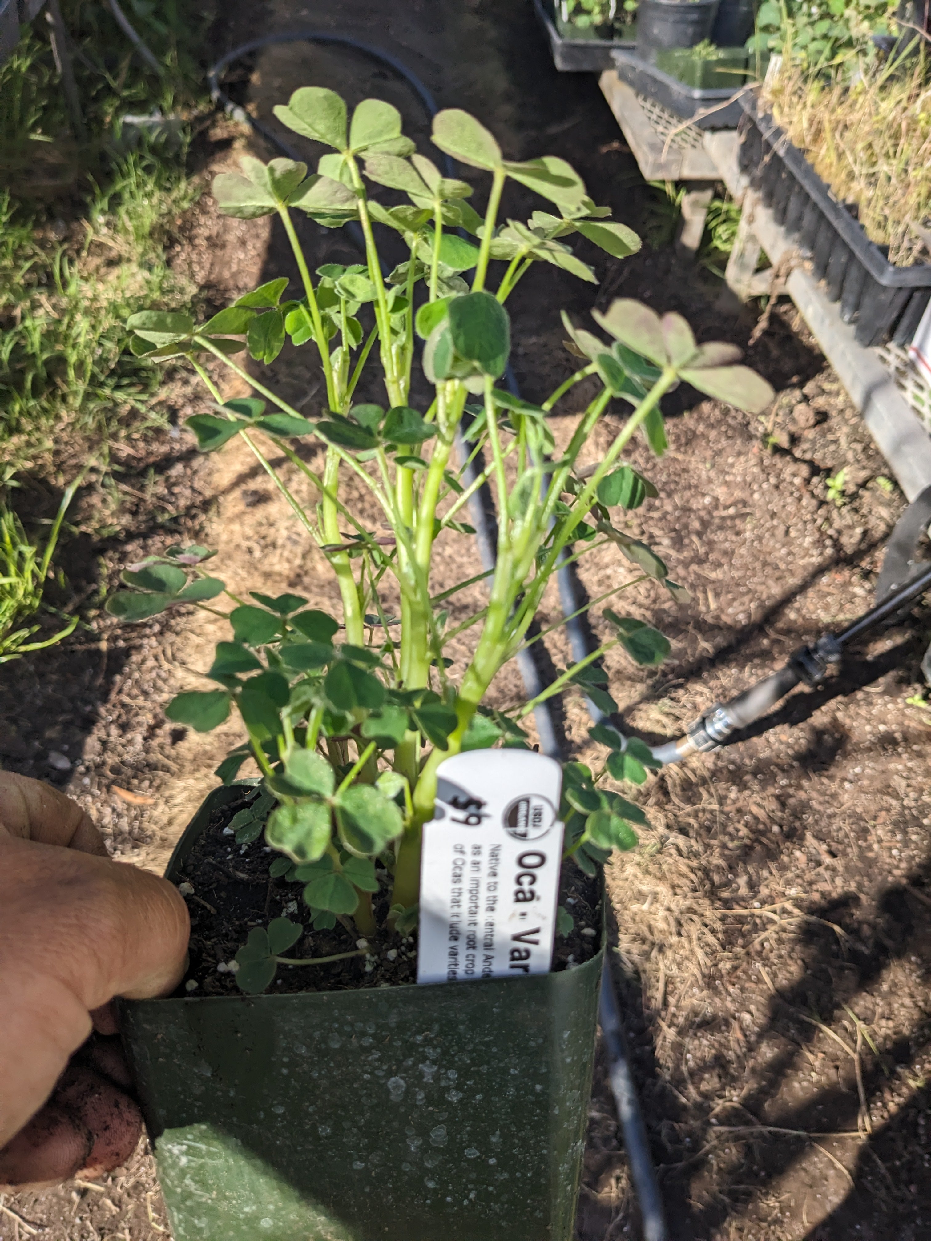 Variety Pack Oca – Planting Justice