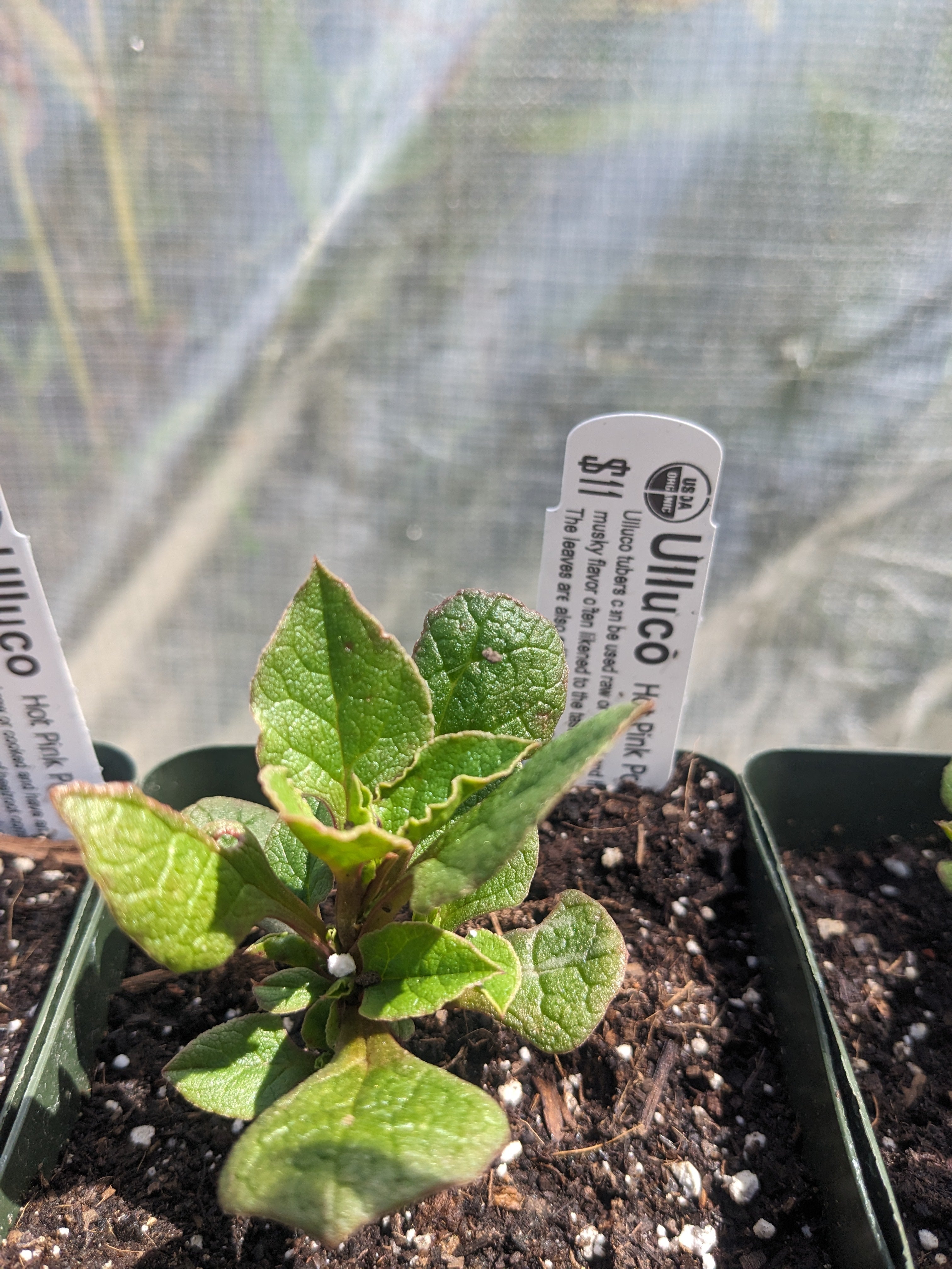 Hot Pink Ulluco "Tatsolo" – Planting Justice