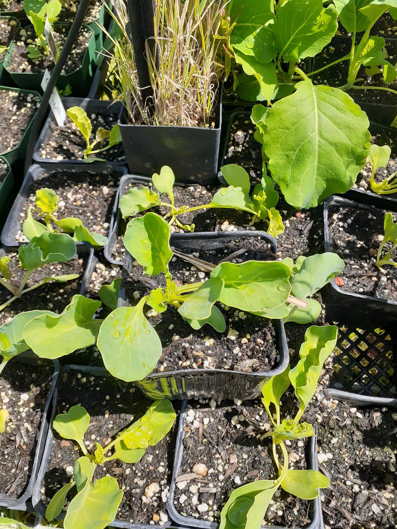 Perennial Tree Kales/Collards/Broccoli – Planting Justice