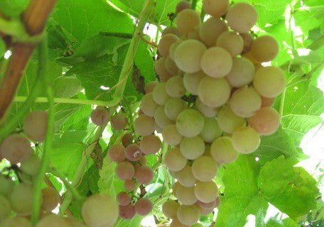 Suffolk Red Grape – Planting Justice