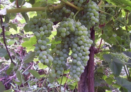 Lakemont Seedless Grape – Planting Justice