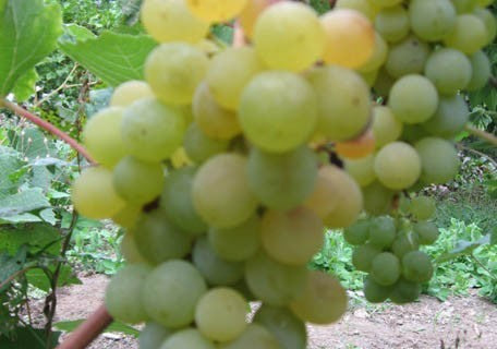 Golden Muscat Grape – Planting Justice