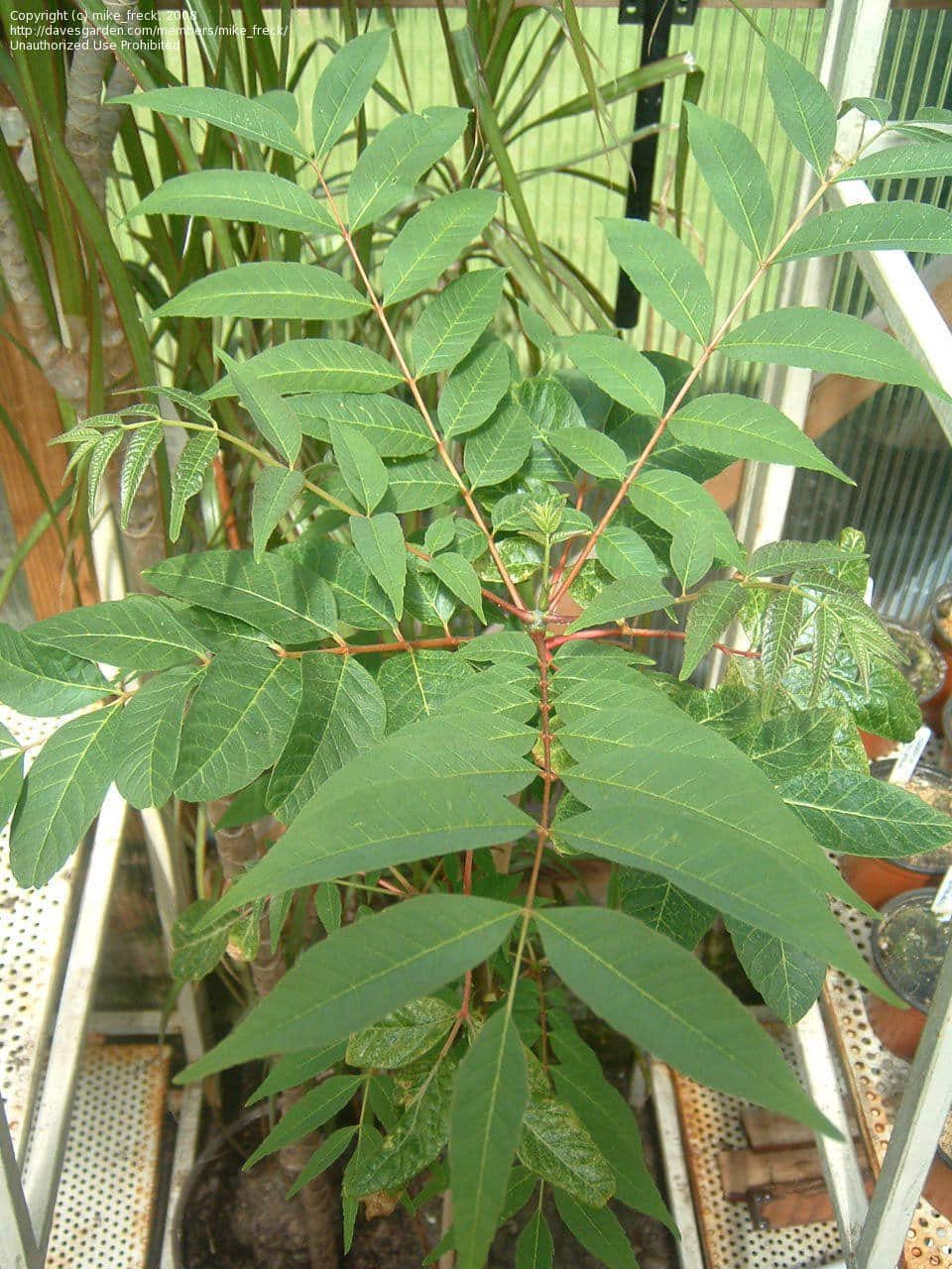 Chinese Toon Tree (Beef and Onion Tree) – Planting Justice