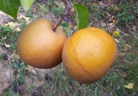 Korean Giant Asian Pear - Planting Justice