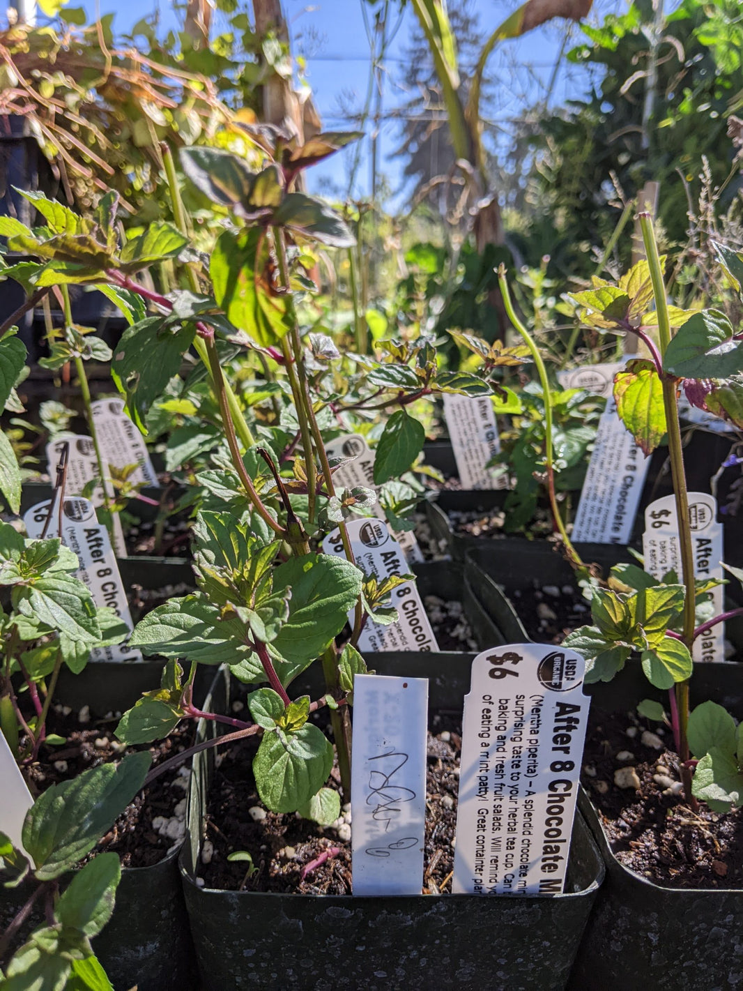 All – Planting Justice