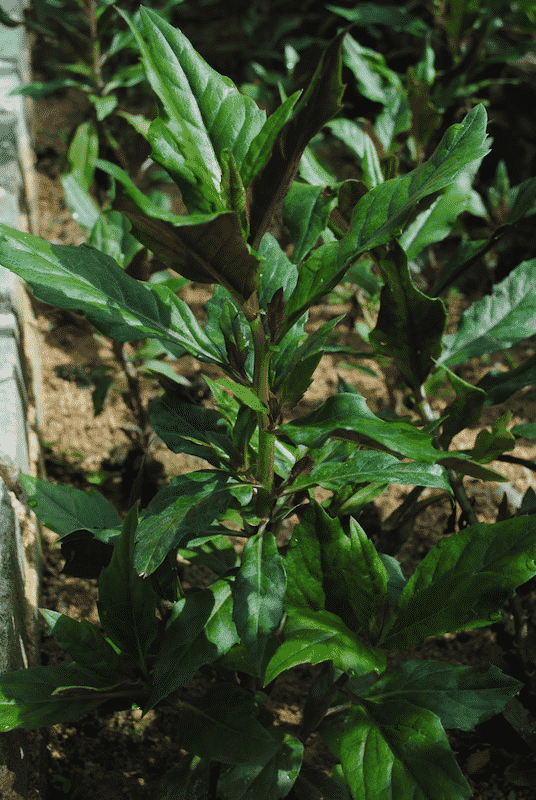 Okinawa Spinach – Planting Justice