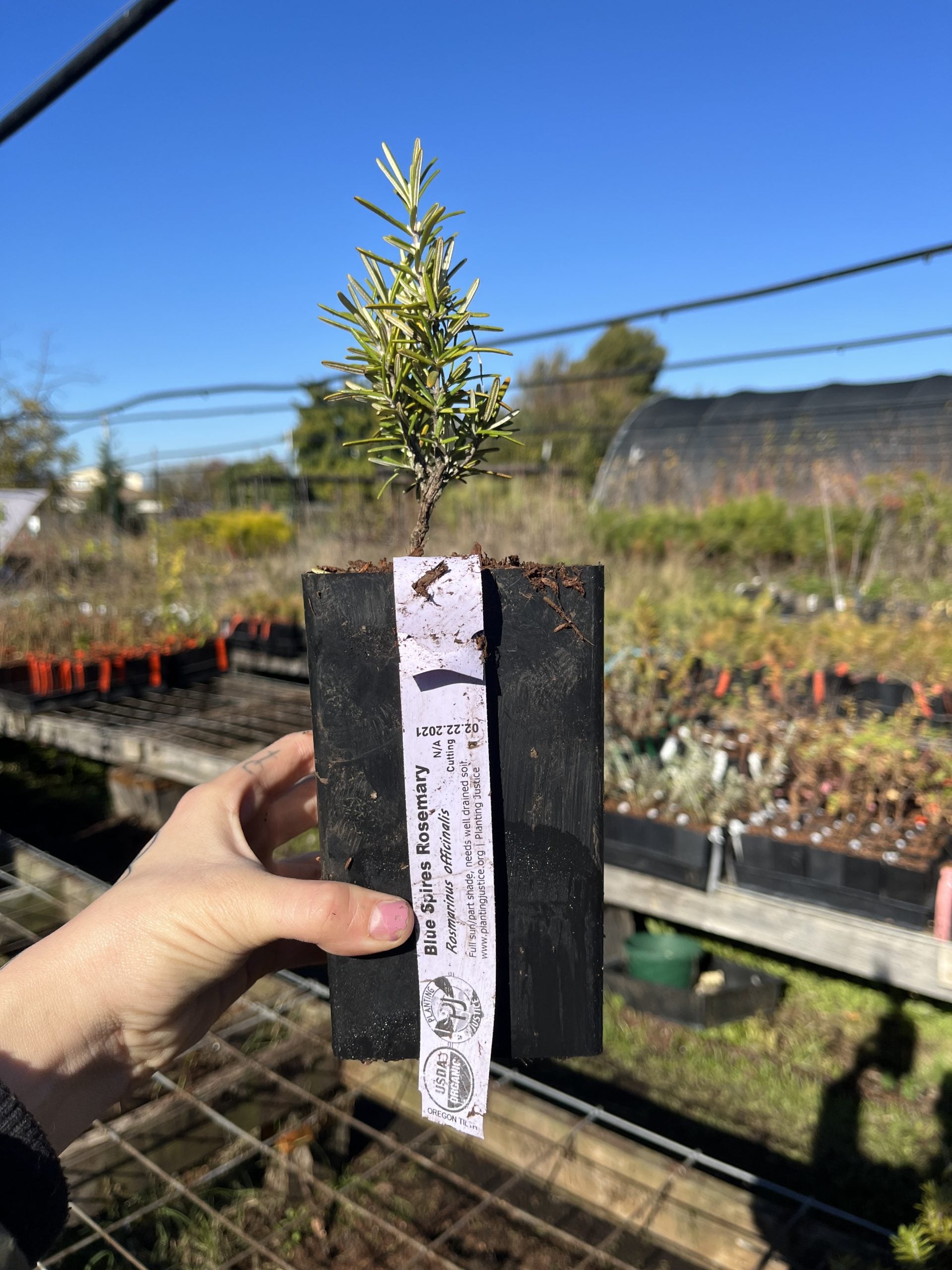 Blue Spires Rosemary – Planting Justice
