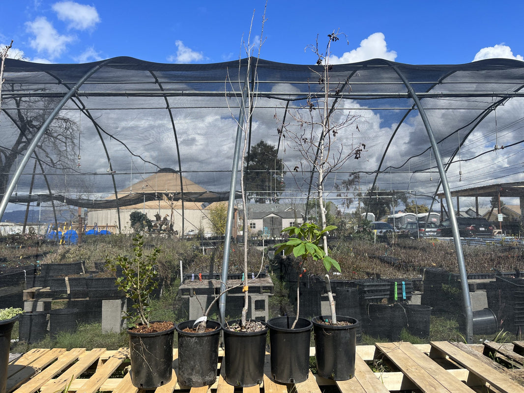 All – Planting Justice