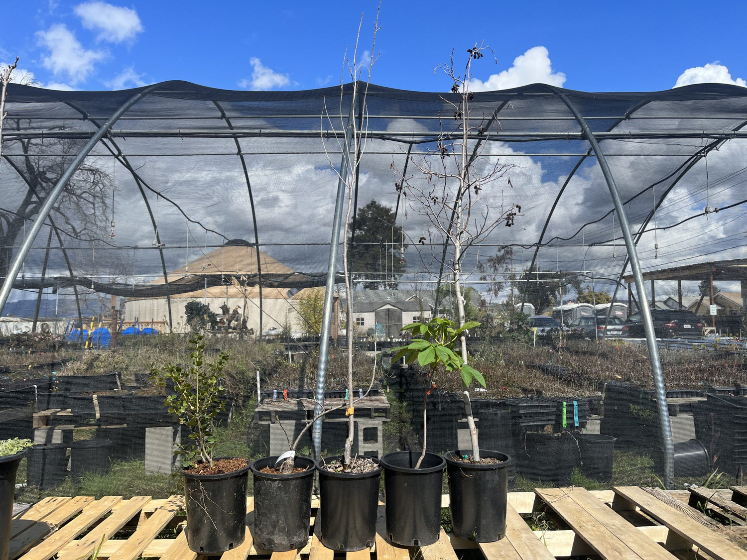 All – Planting Justice