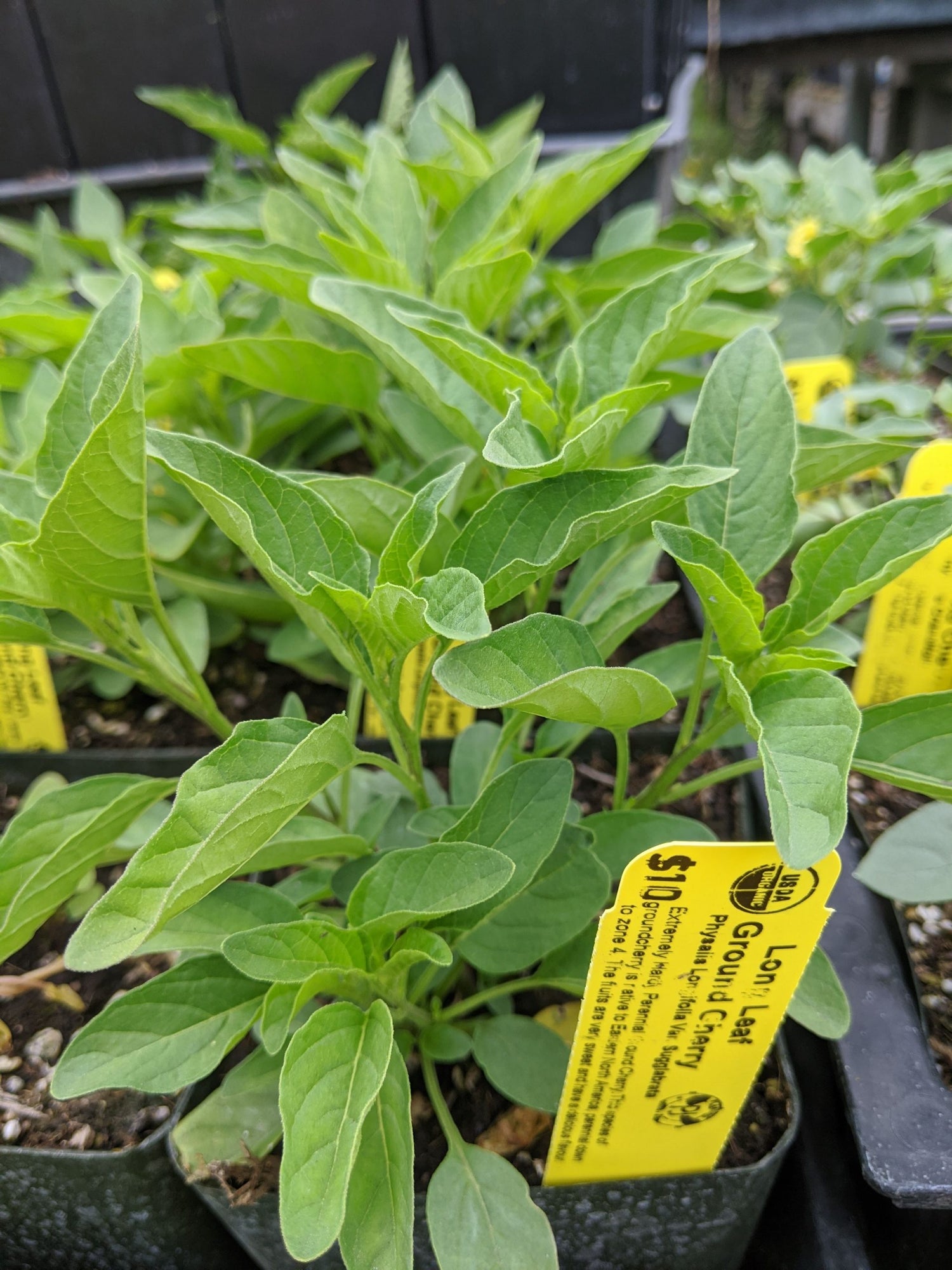 Longleaf Perennial Ground Cherry (cold hardy) – Planting Justice