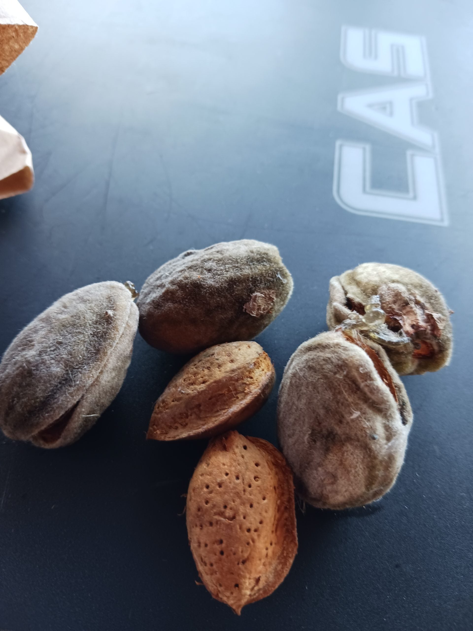 Texas Mission Almond – Planting Justice