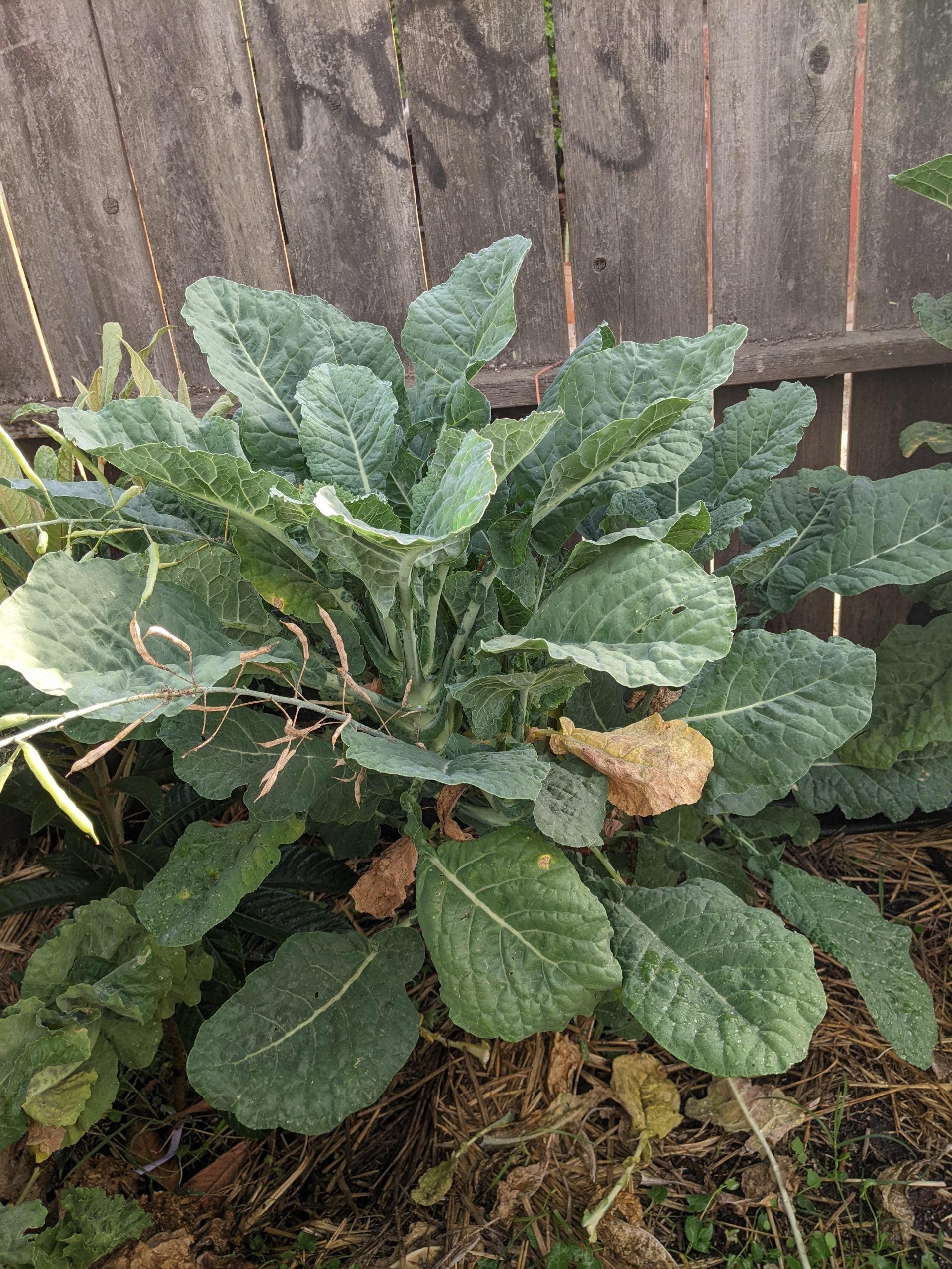Big Blue Tree Collard Clone – Planting Justice