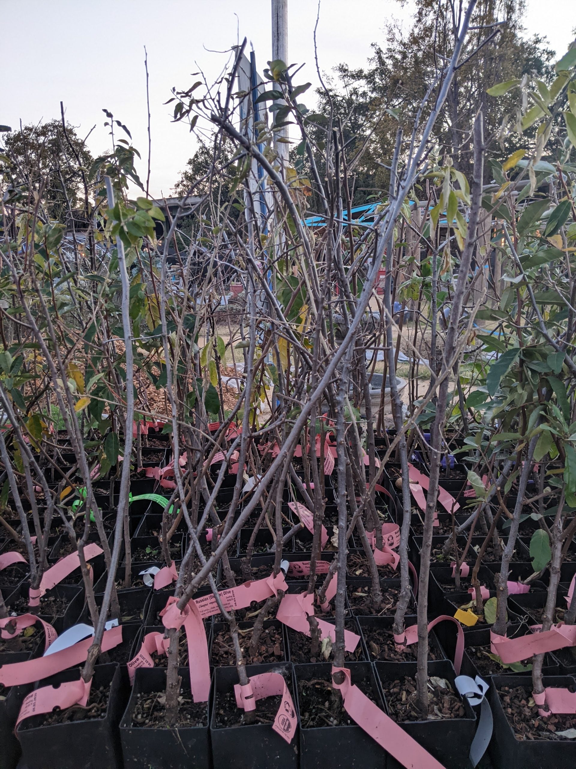 Russian Olive – Planting Justice