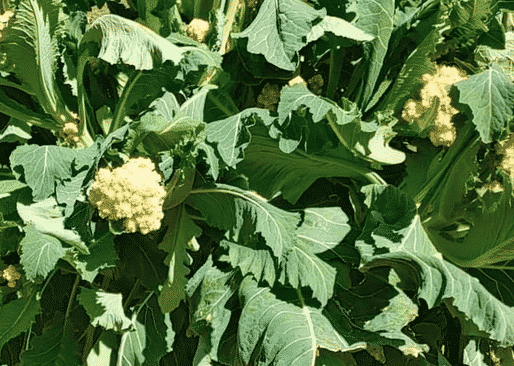 Perennial 9 star broccoli – Planting Justice