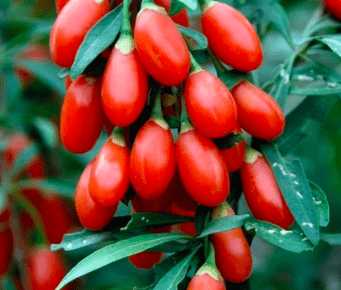 Red Goji Seedlings (Lycium barbarum) – Planting Justice