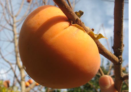 Suruga Persimmon – Planting Justice