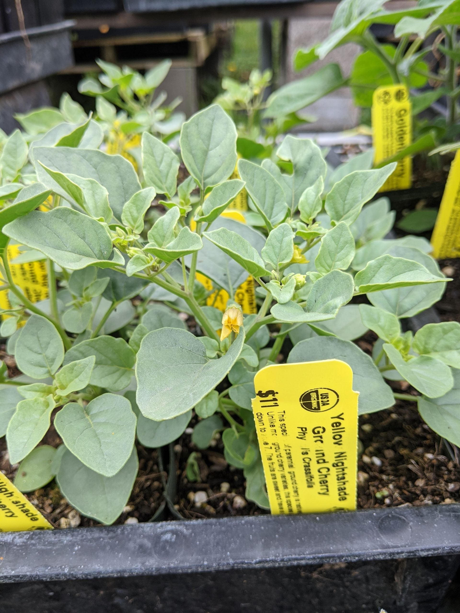 Perennial Yellow Nightshade Ground Cherry (cold hardy) – Planting Justice