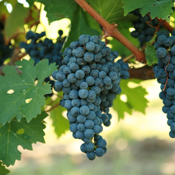Alwood Grape – Planting Justice