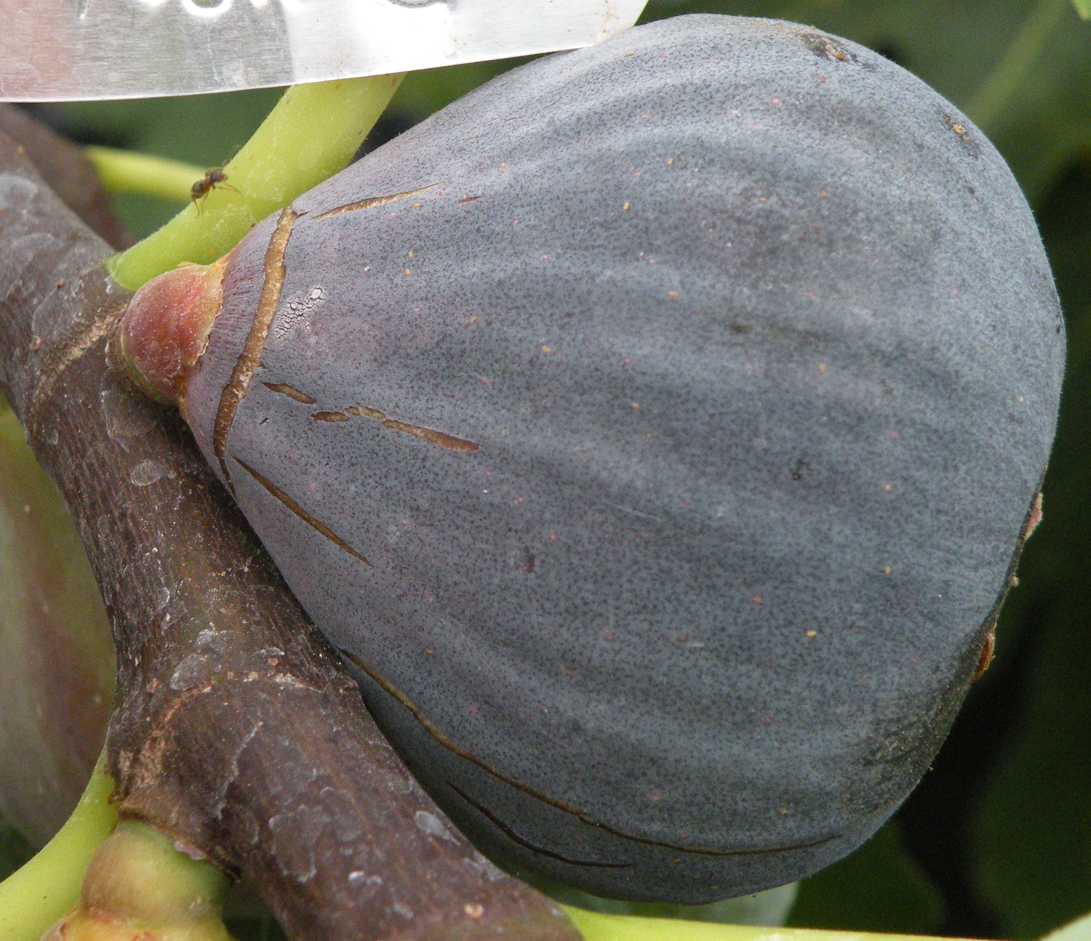Barnissotte (Brogiotto Nero) Fig – Planting Justice