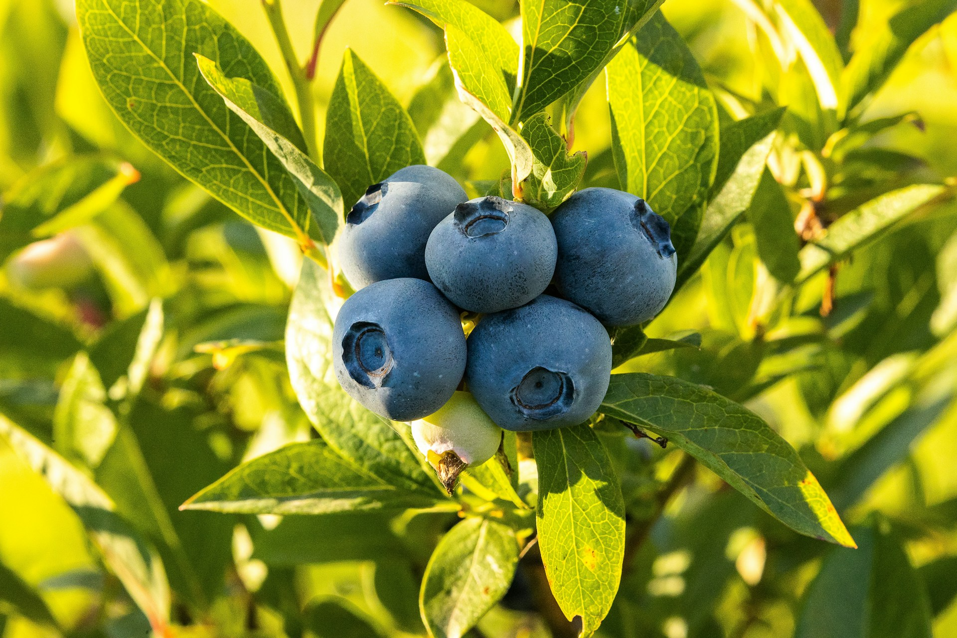 Hillside Blueberry – Planting Justice