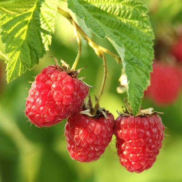 Boyne Raspberry – Planting Justice