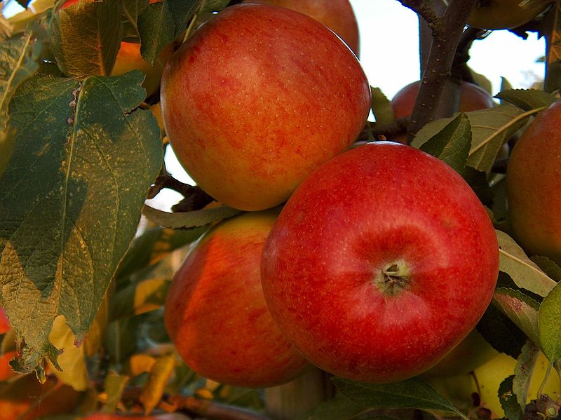 Braeburn Apple – Planting Justice