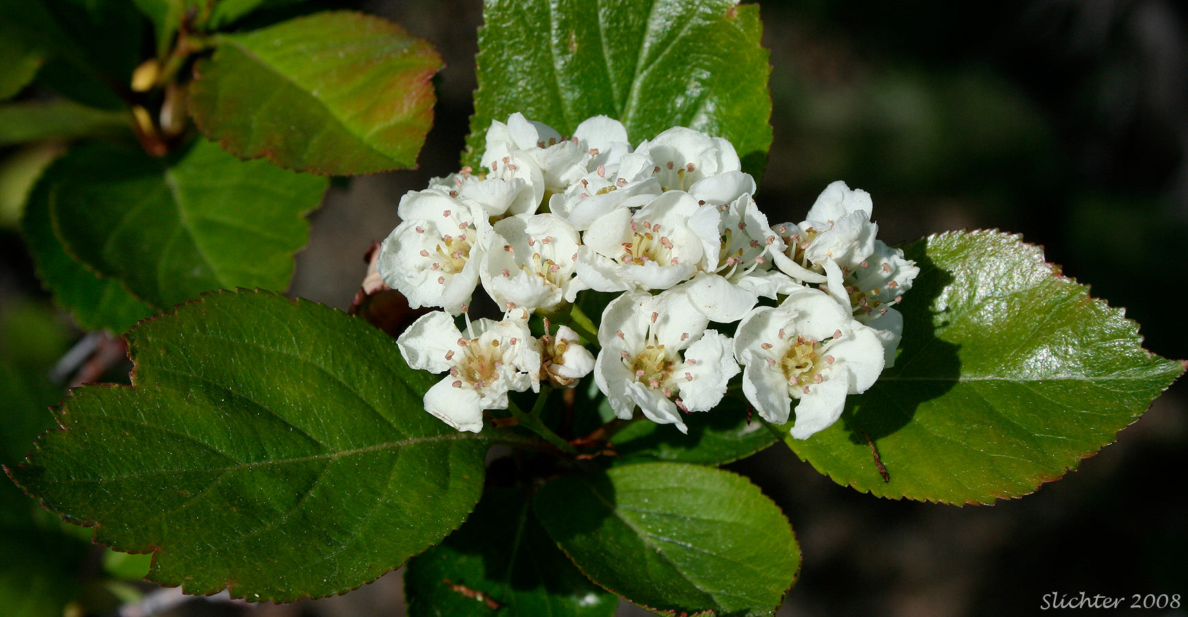 Black Hawthorn - Crataegus douglasii – Planting Justice