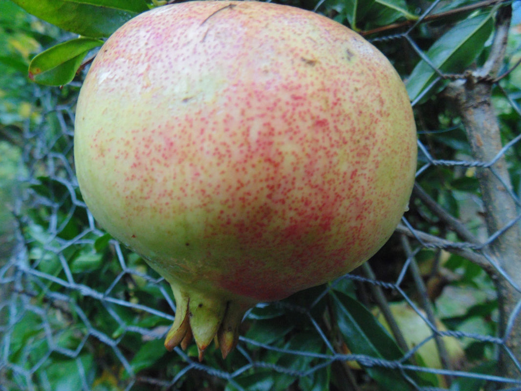 All – Planting Justice