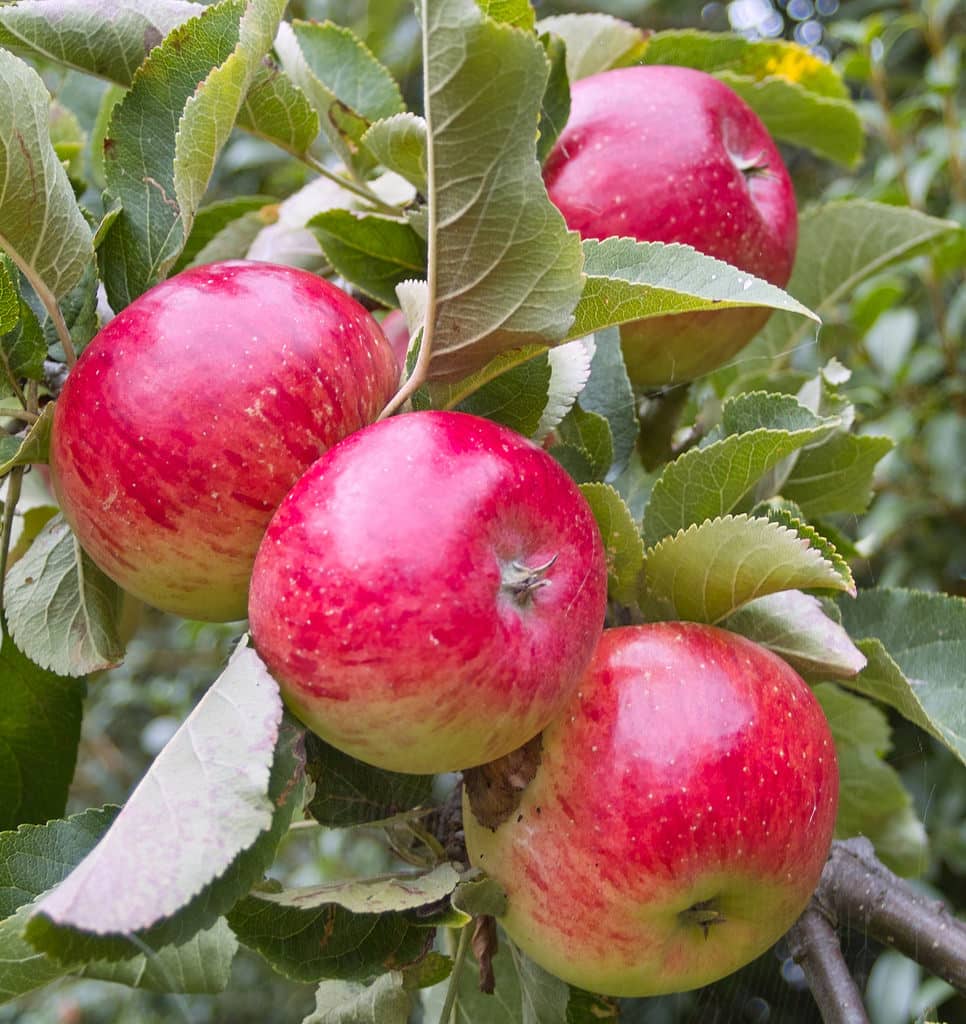 Ellison's Orange Apple – Planting Justice